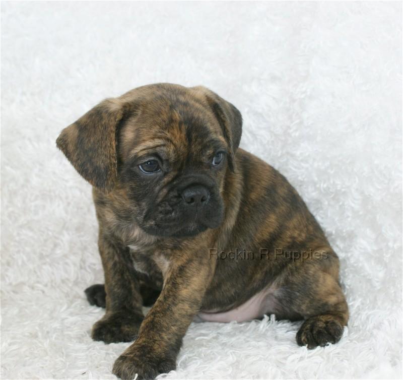 Charlie Frenchie Puggle: Rockin R Puppies