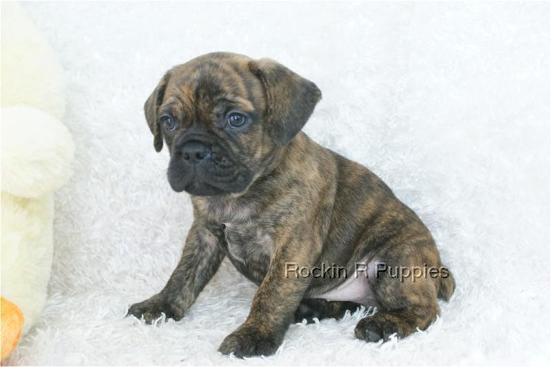 Charlie Frenchie Puggle: Rockin R Puppies