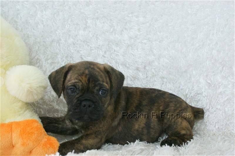 Charlie Frenchie Puggle: Rockin R Puppies