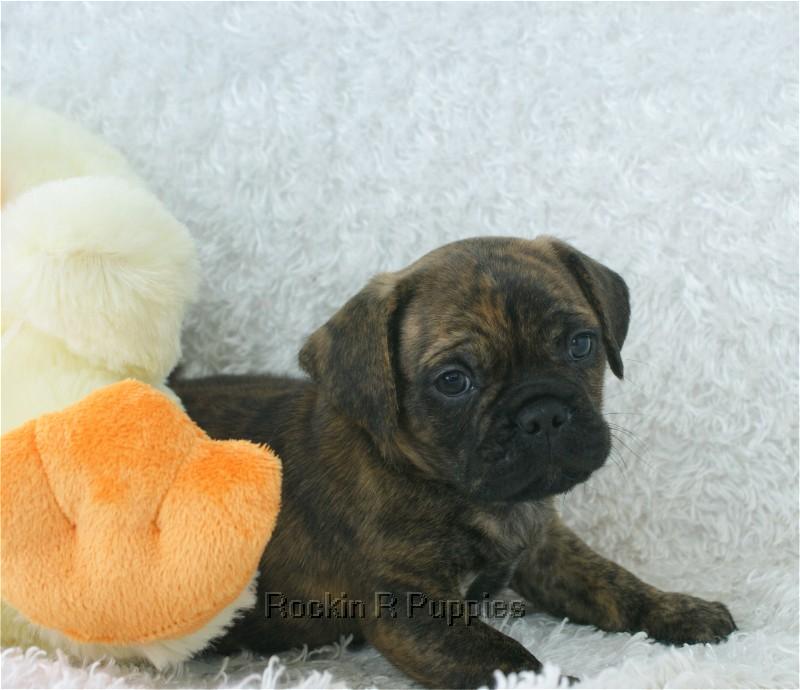 Charlie Frenchie Puggle: Rockin R Puppies