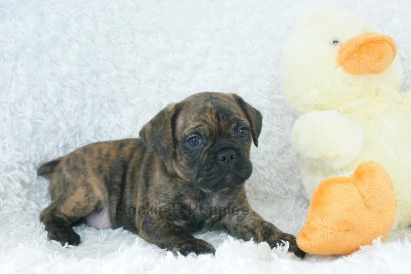 Charlie Frenchie Puggle: Rockin R Puppies