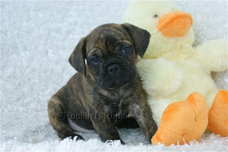 Charlie Frenchie Puggle: Rockin R Puppies