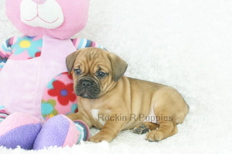 Diamond Frenchie Puggle: Rockin R Puppies