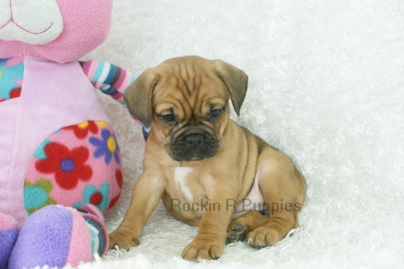 Diamond Frenchie Puggle: Rockin R Puppies