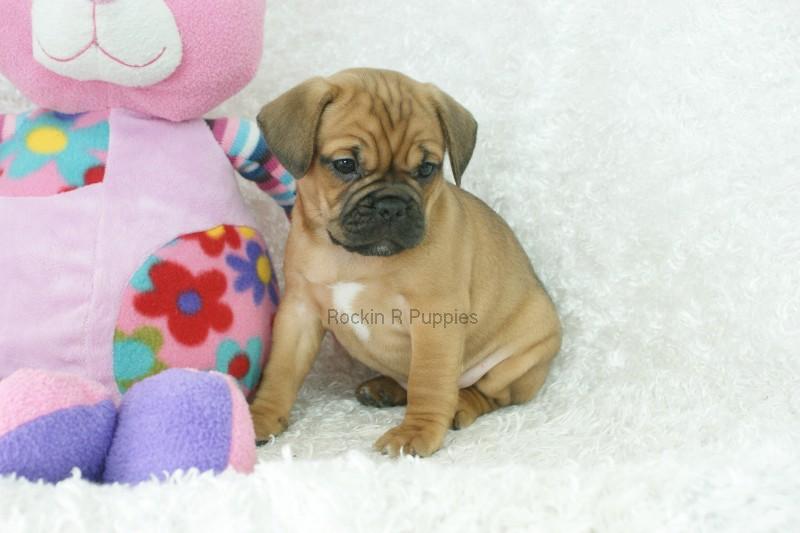 Diamond Frenchie Puggle: Rockin R Puppies