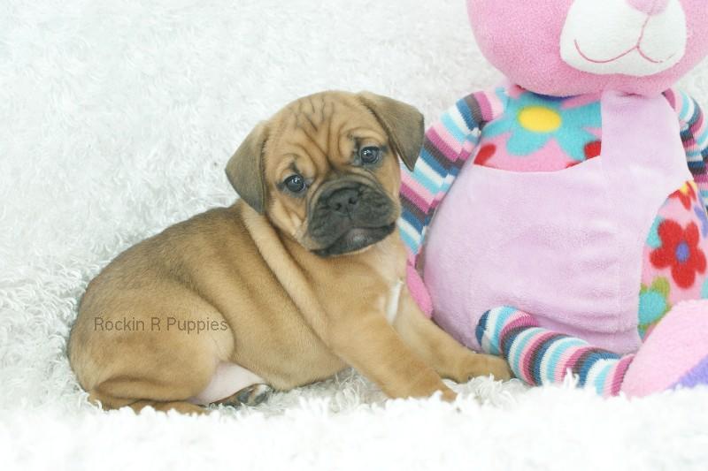 Diamond Frenchie Puggle: Rockin R Puppies