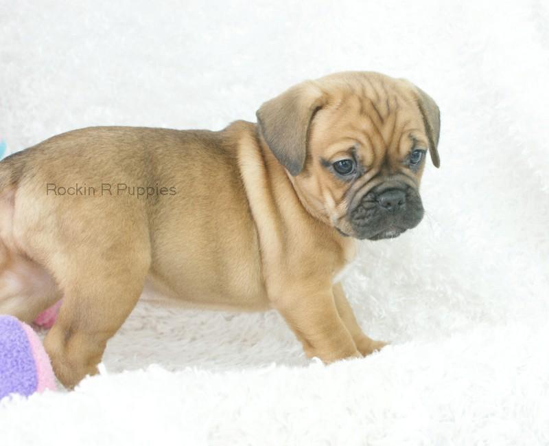 Diamond Frenchie Puggle: Rockin R Puppies