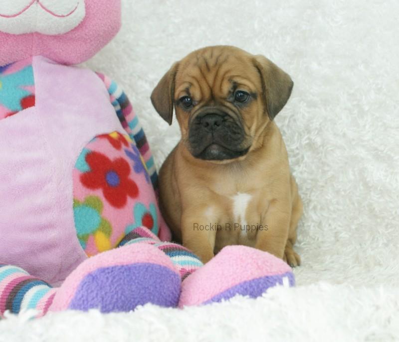 Diamond Frenchie Puggle: Rockin R Puppies