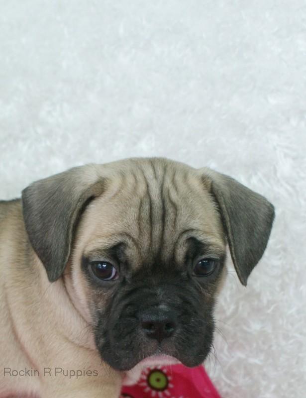 Marla Frenchie Puggle: Rockin R Puppies