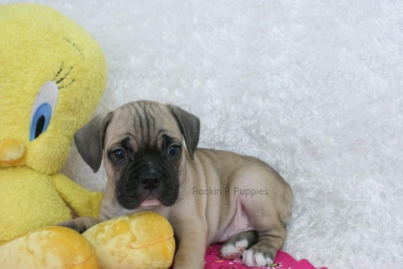 Marla Frenchie Puggle: Rockin R Puppies