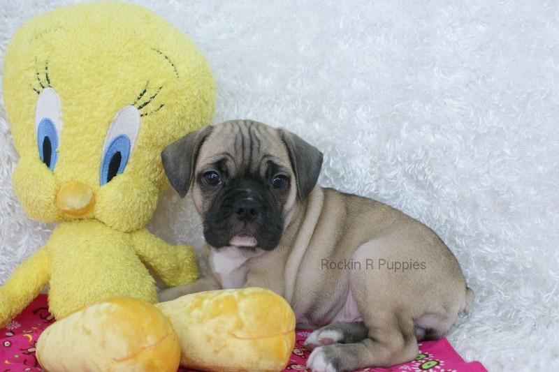 Marla Frenchie Puggle: Rockin R Puppies