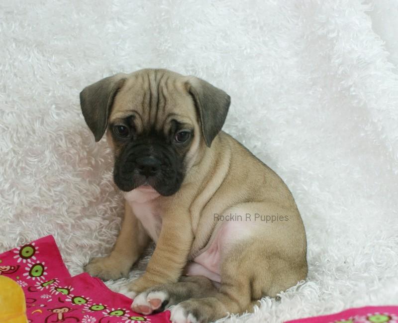 Marla Frenchie Puggle: Rockin R Puppies