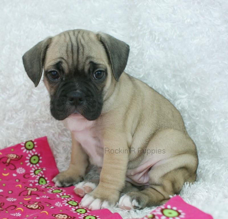 Marla Frenchie Puggle: Rockin R Puppies