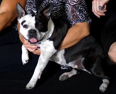 Adult Frostons -Rockin R Puppies