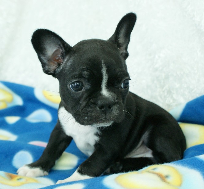 Bridget Froston: Rockin R Puppies