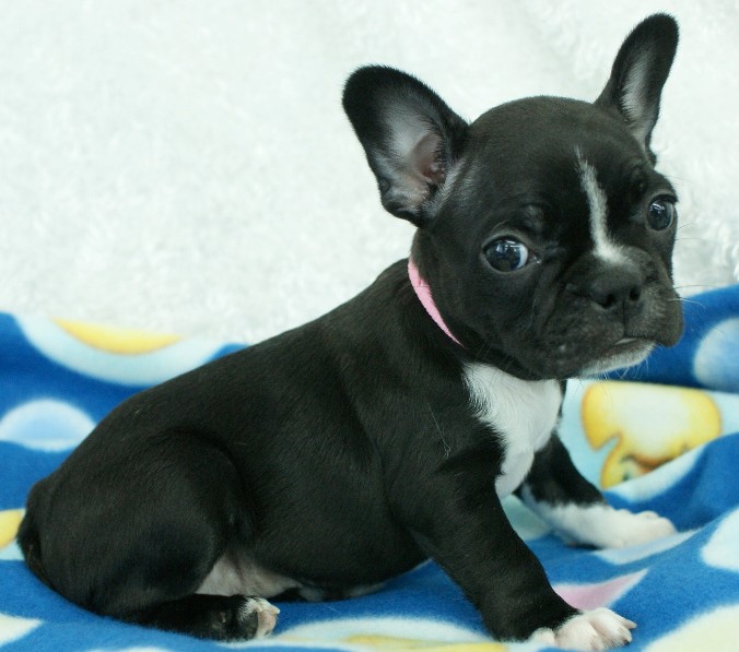 Bridget Froston: Rockin R Puppies