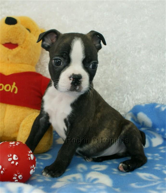 Franklin Froston: Rockin R Puppies