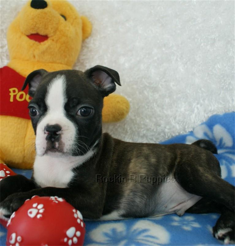 Franklin Froston: Rockin R Puppies