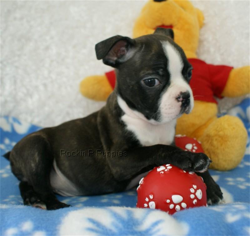 Franklin Froston: Rockin R Puppies