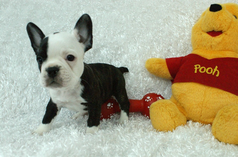 Spot Froston: Rockin R Puppies