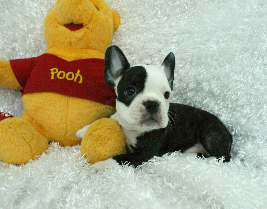 Spot Froston: Rockin R Puppies
