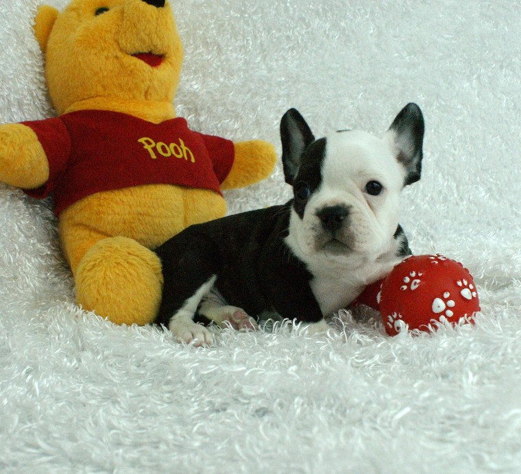 Spot Froston: Rockin R Puppies