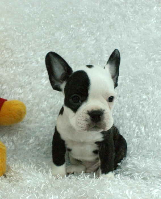 Spot Froston: Rockin R Puppies
