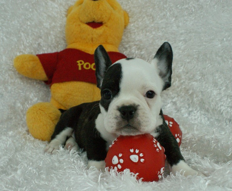 Spot Froston: Rockin R Puppies