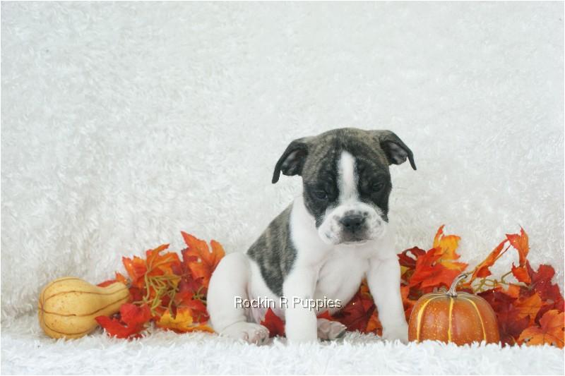 Angus Mini Bull Bull Rockin R Puppies