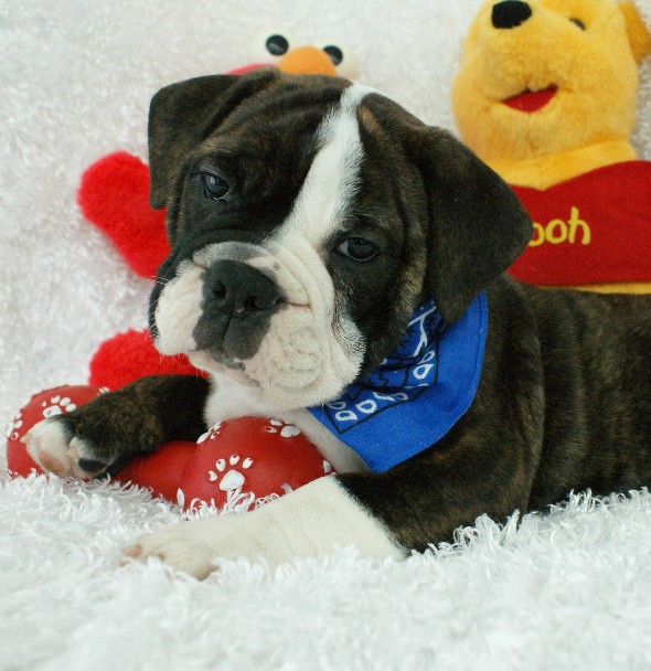 Brody Mini Bull Bull Rockin R Puppies