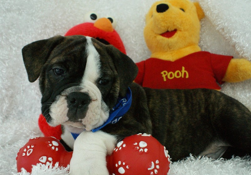 Brody Mini Bull Bull Rockin R Puppies