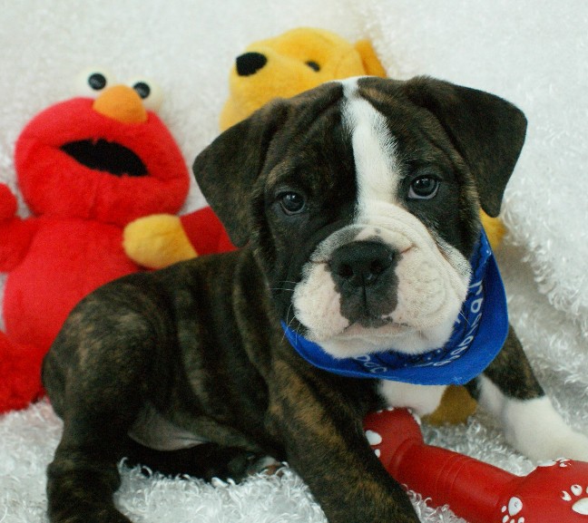 Brody Mini Bull Bull Rockin R Puppies