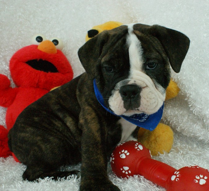 Brody Mini Bull Bull Rockin R Puppies