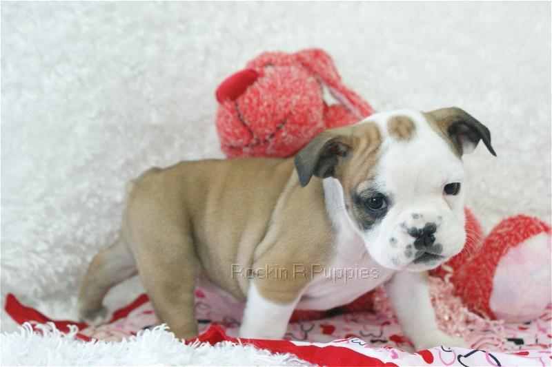 Lucky Mini Bull Bull Rockin R Puppies
