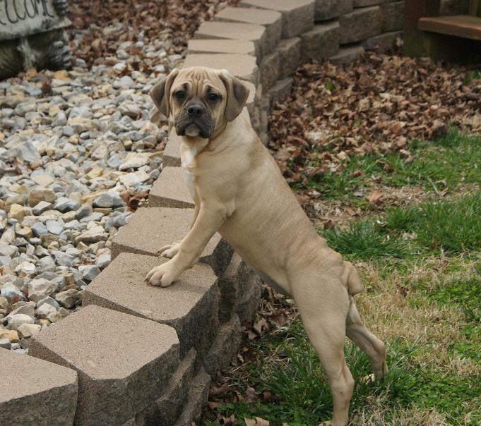 Abby Puggle Bull Rockin R Puppies