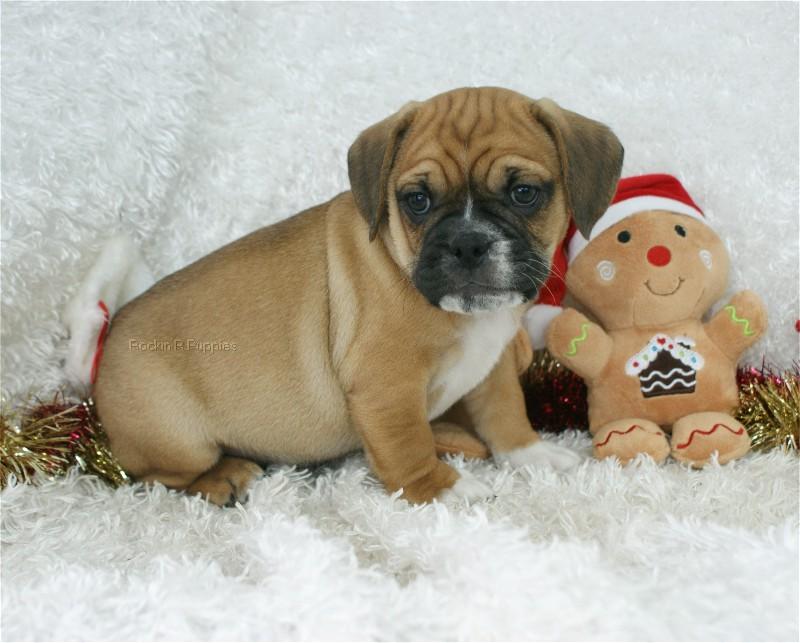 Auggie Puggle Bull Rockin R Puppies
