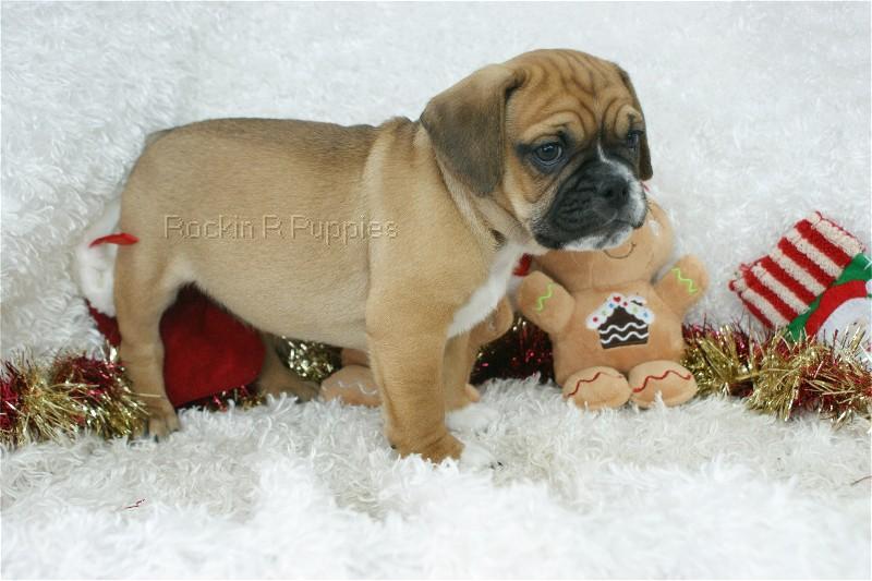 Auggie Puggle Bull Rockin R Puppies