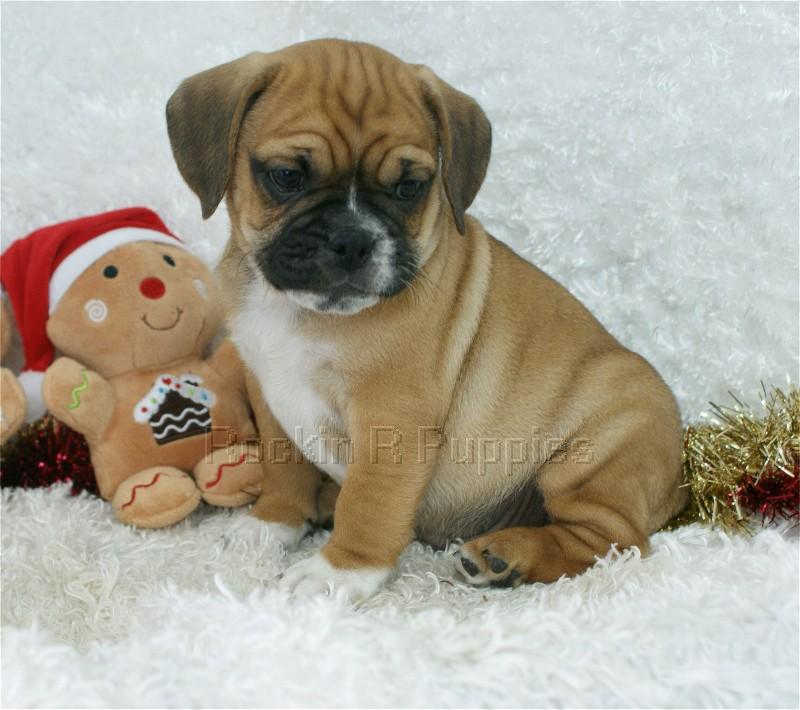 Auggie Puggle Bull Rockin R Puppies
