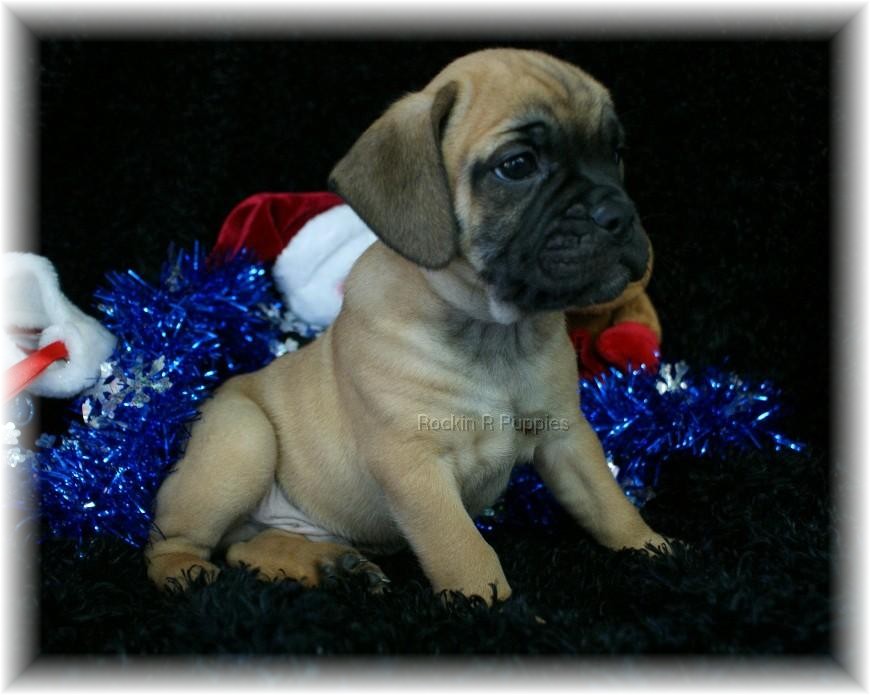 Bandit Puggle Bull Rockin R Puppies