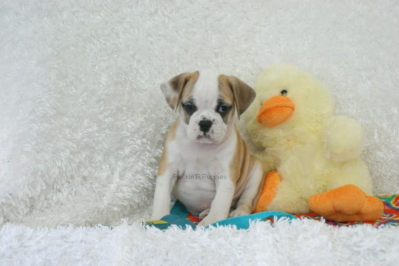 Brody Puggle Bull Rockin R Puppies