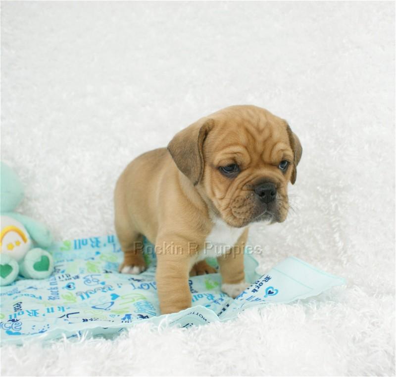Brutis Puggle Bull Rockin R Puppies