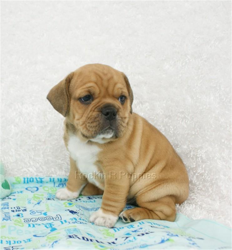 Brutis Puggle Bull Rockin R Puppies