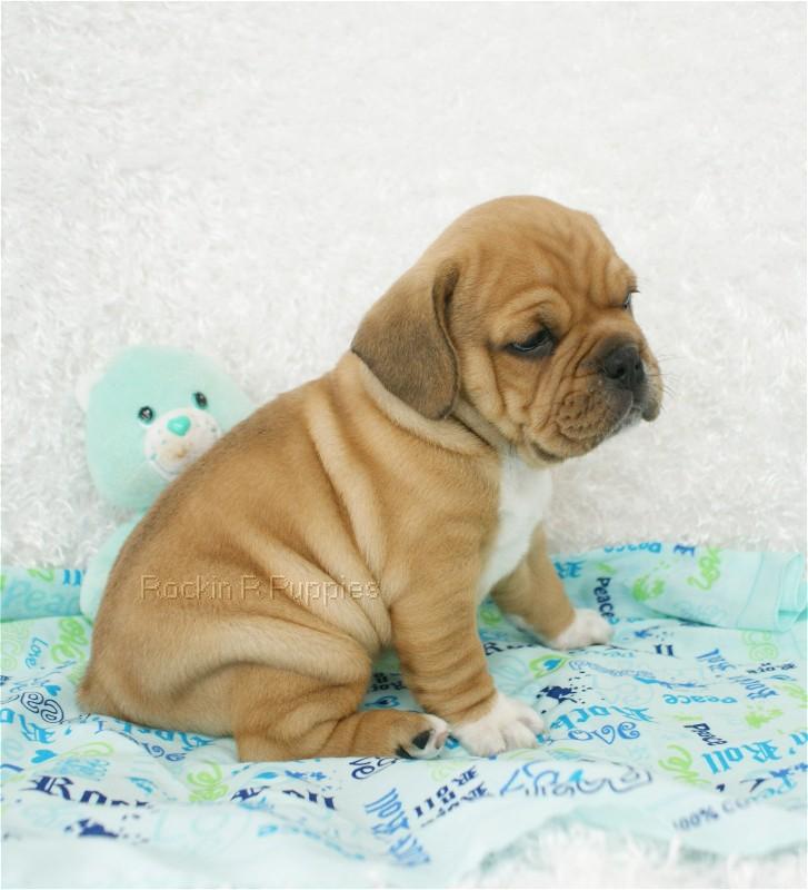 Brutis Puggle Bull Rockin R Puppies