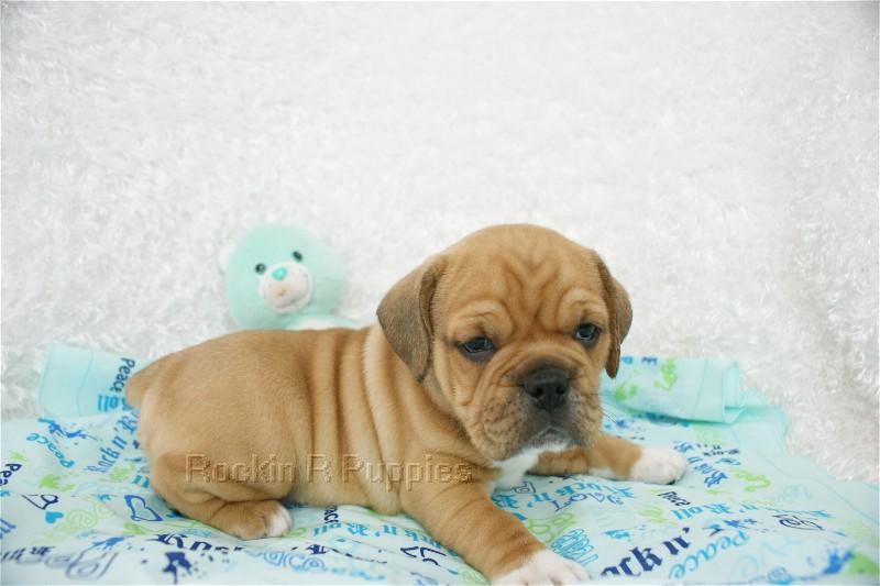 Brutis Puggle Bull Rockin R Puppies