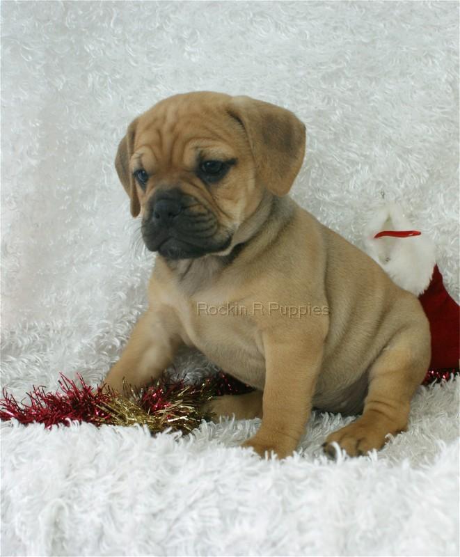 Dacey Puggle Bull Rockin R Puppies