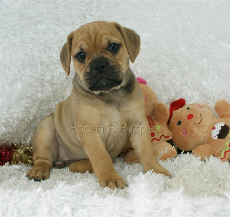 Dacey Puggle Bull Rockin R Puppies