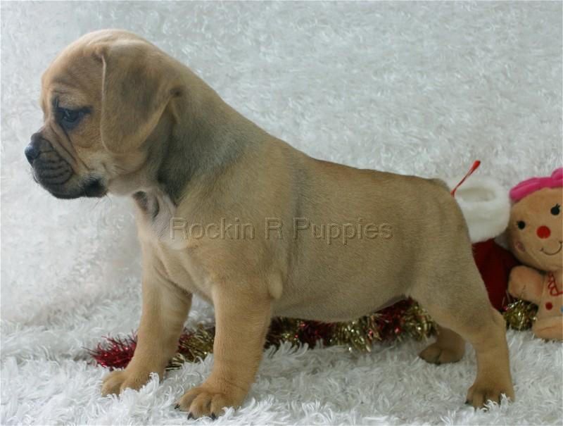 Dacey Puggle Bull Rockin R Puppies
