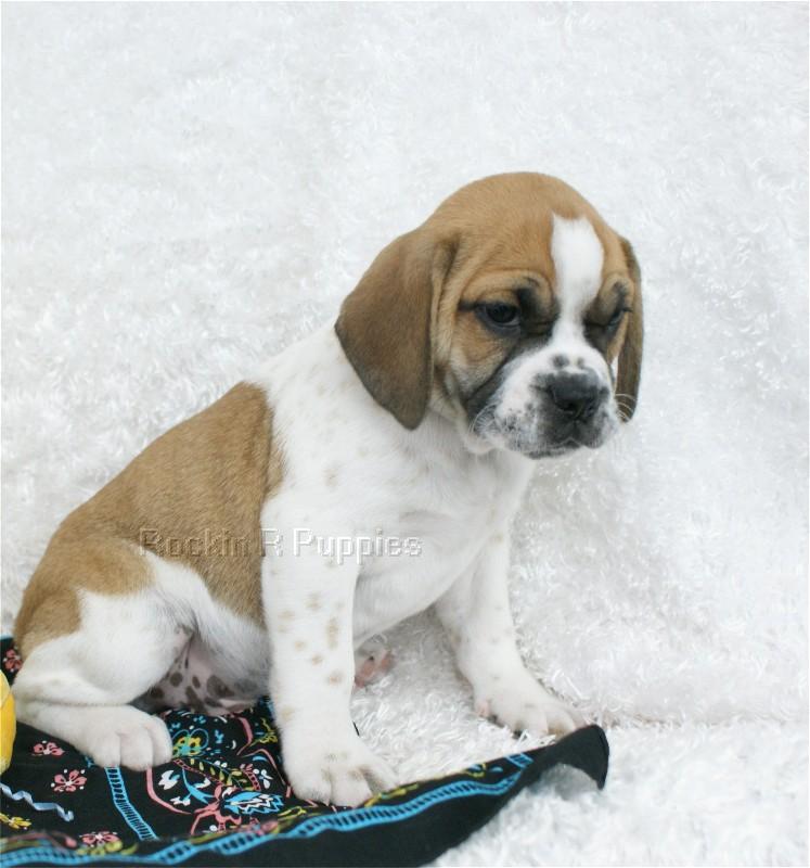 Davy Puggle Bull Rockin R Puppies