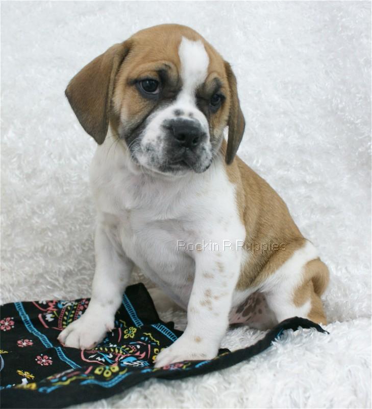 Davy Puggle Bull Rockin R Puppies