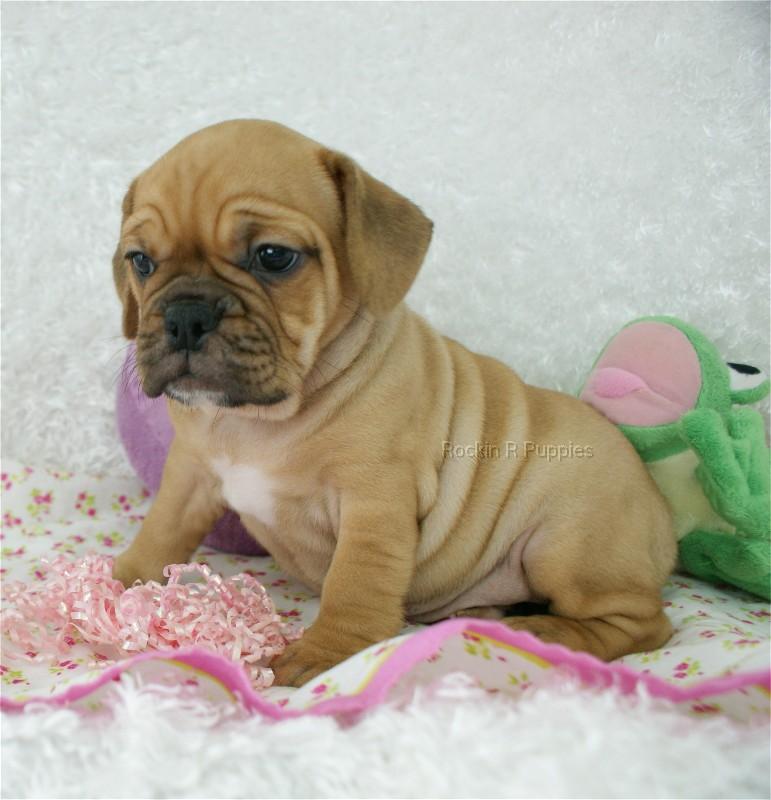 Elizabeth Puggle Bull Rockin R Puppies